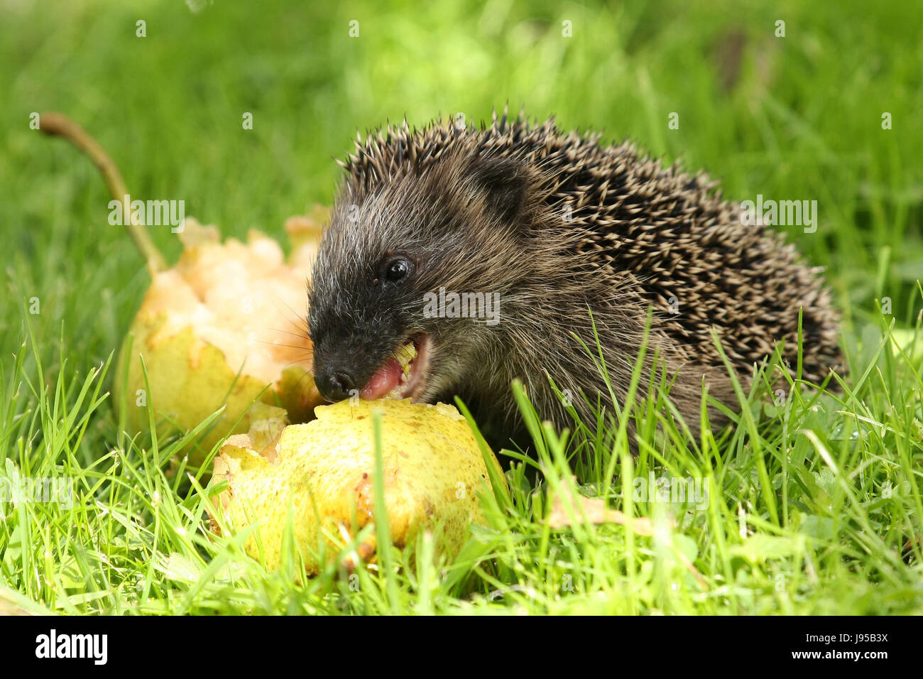 mammal, insectivore, insectivorous, mammal, insectivore, insectivorous ...