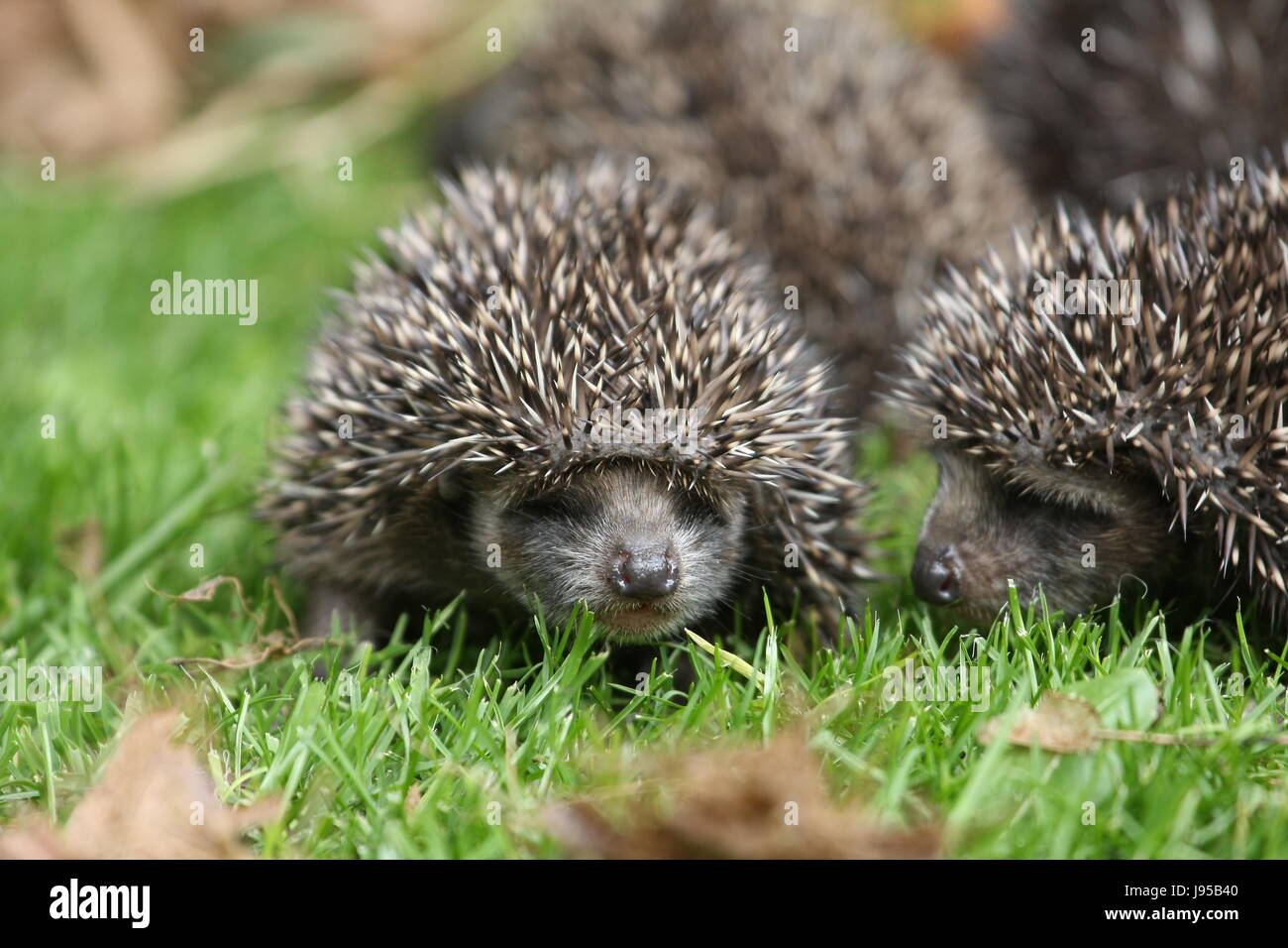 mammal, insectivore, insectivorous, mammal, insectivore, insectivorous ...