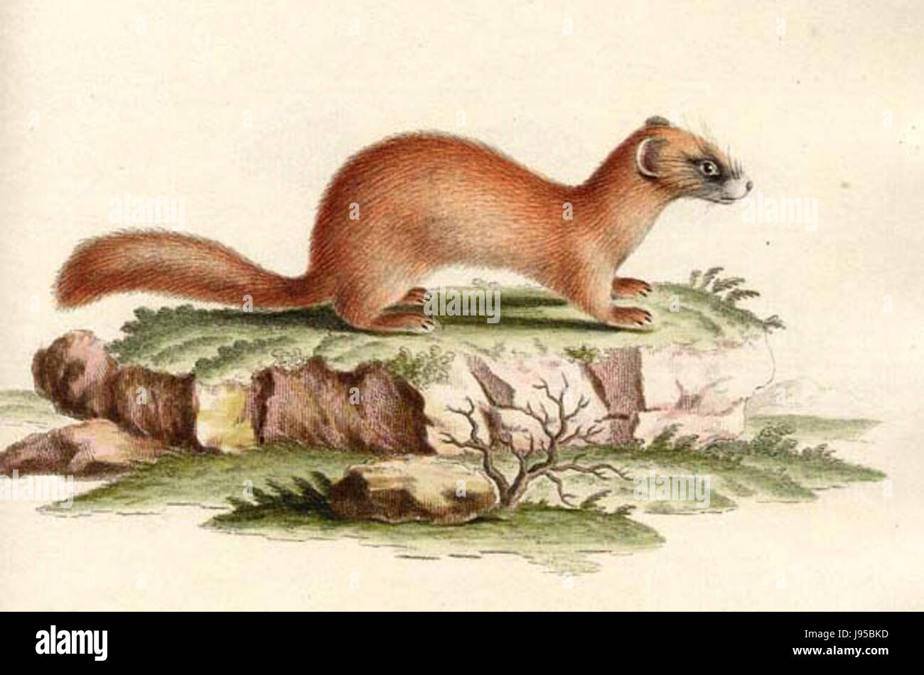 Mustela sibirica hi-res stock photography and images - Alamy