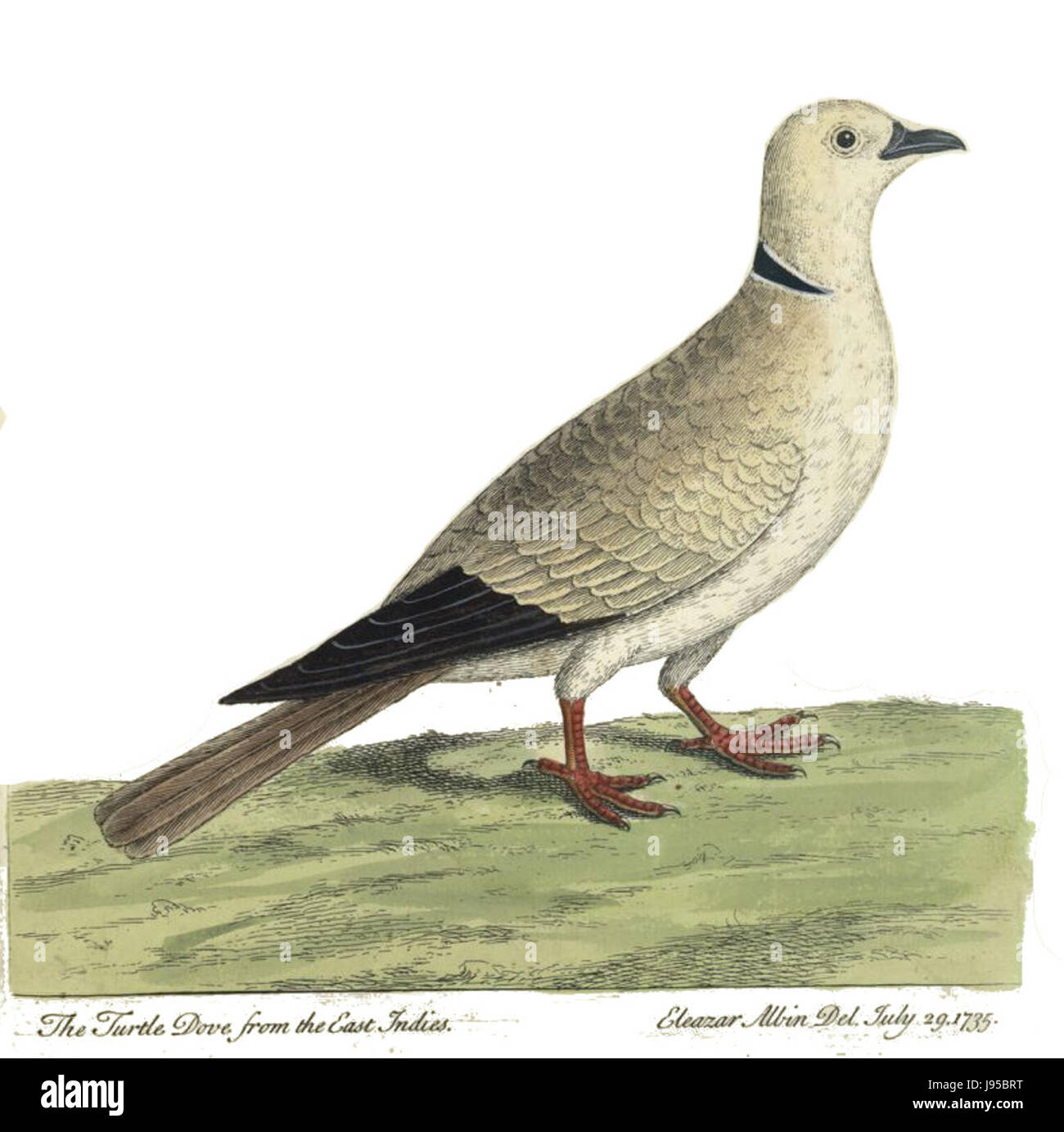 Slender tail Cut Out Stock Images & Pictures - Alamy