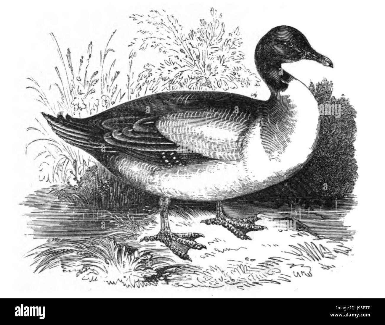 A section from a natural history book focusing on ducks, detailing ...