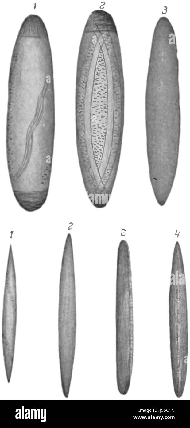 This figure depicts Guliwil, a member of the Wotjobaluk tribe, one of ...