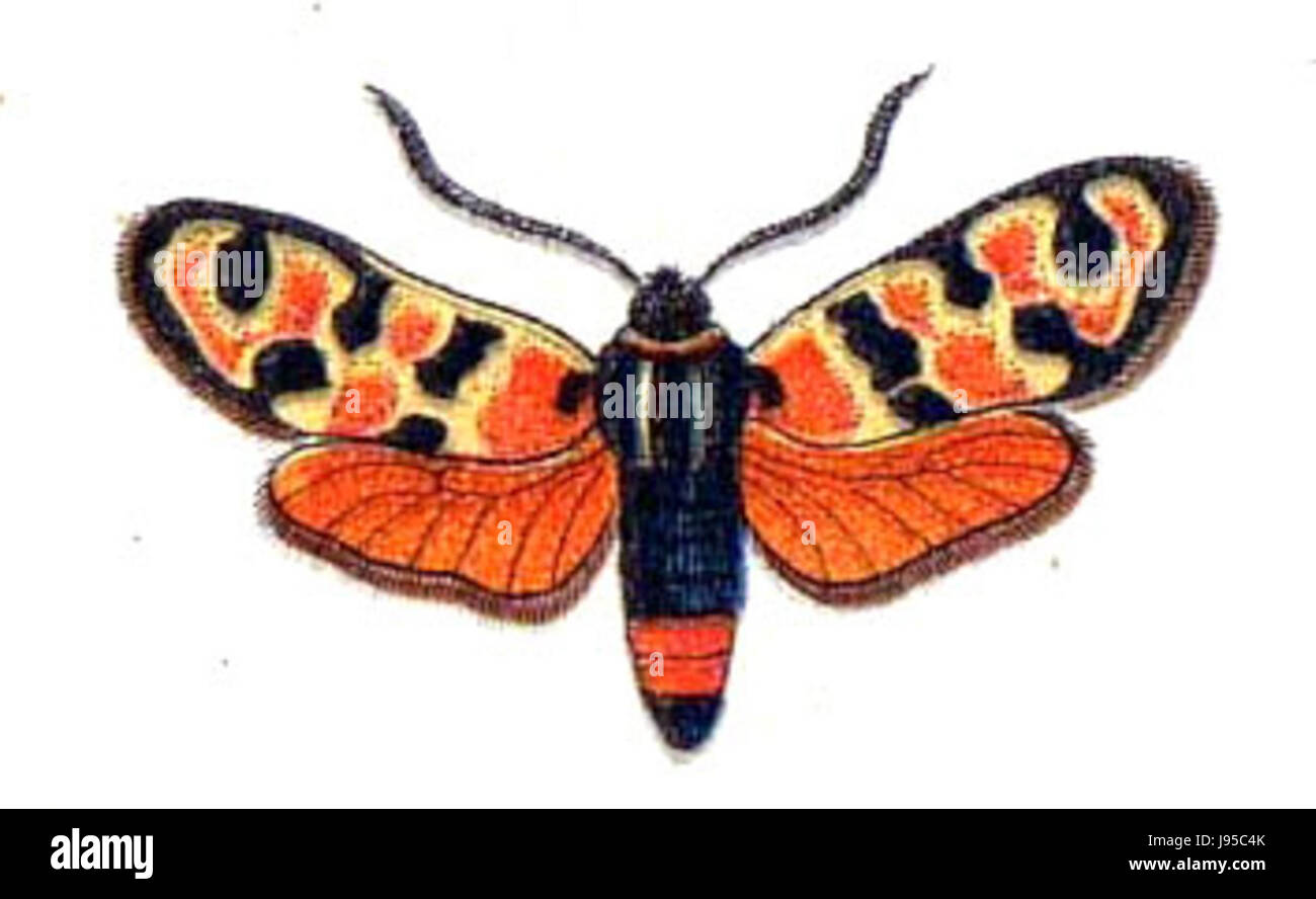 Species of day flying moth Cut Out Stock Images & Pictures - Alamy