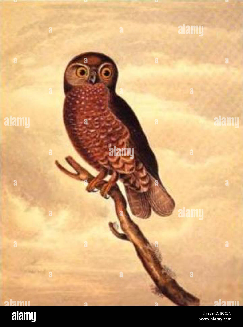Ninox novaeseelandiae undulata is a subspecies of the more commonly ...