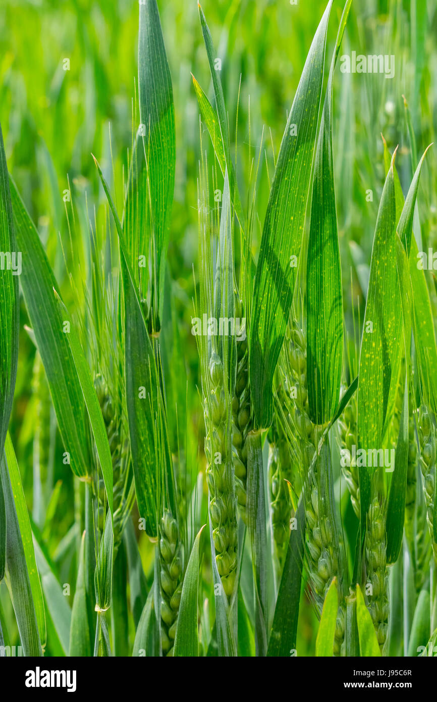 Wheat field in early summer lit with the sun closeup Stock Photo - Alamy