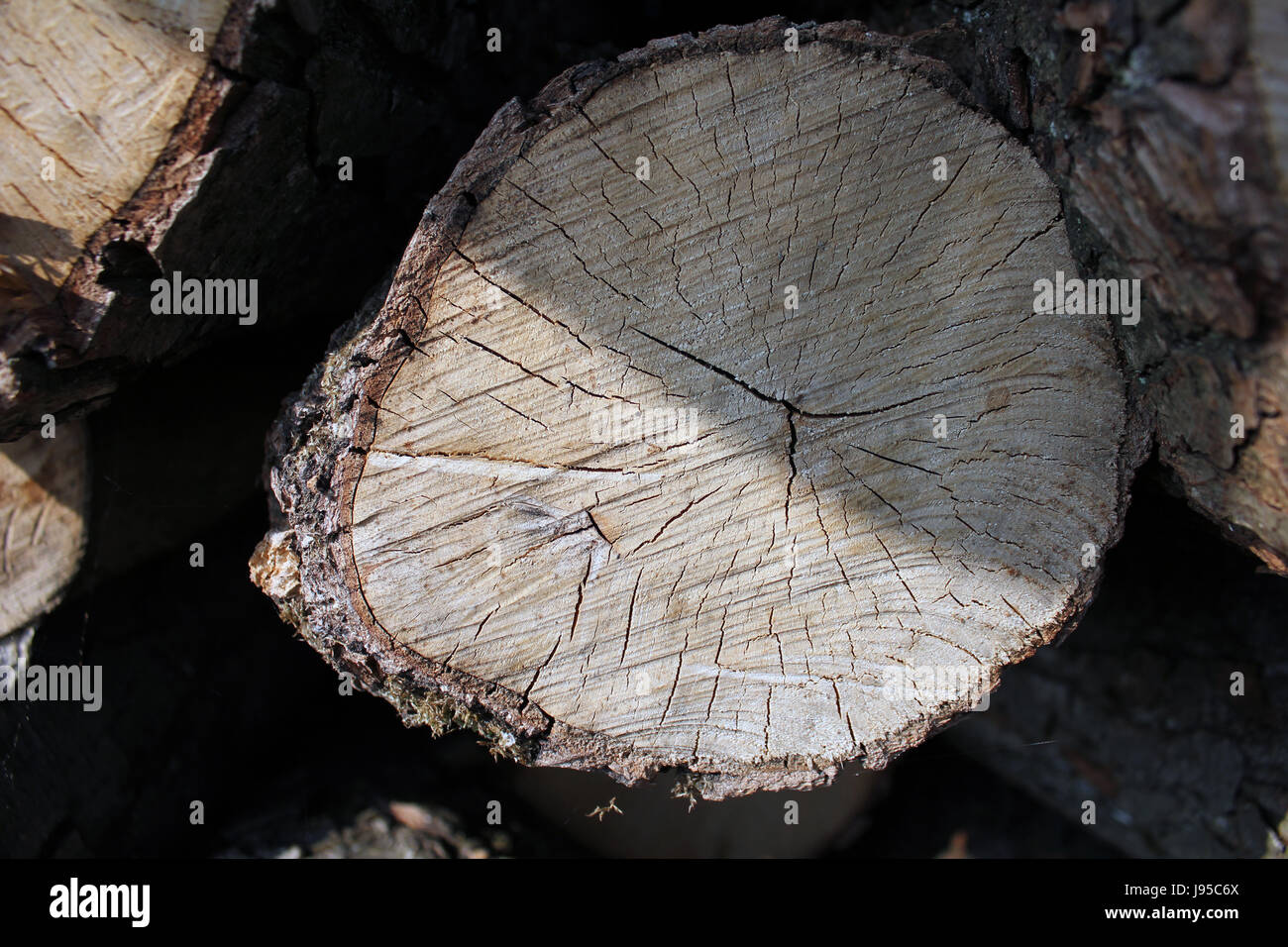 wood, spring, fallen, wood, spring, cut, piece of wood, fallen, holz ...