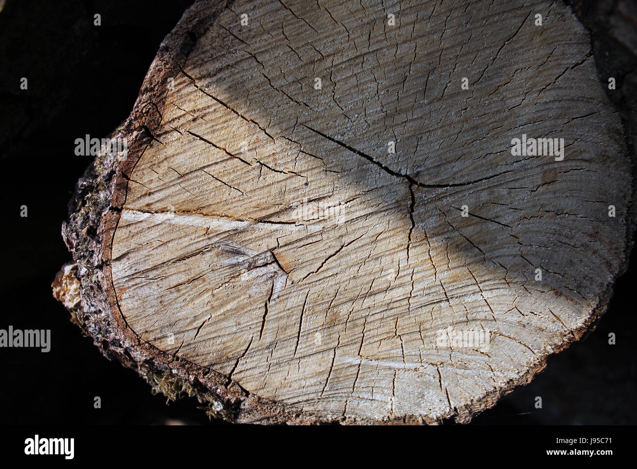wood, spring, fallen, wood, spring, cut, piece of wood, fallen, holz ...