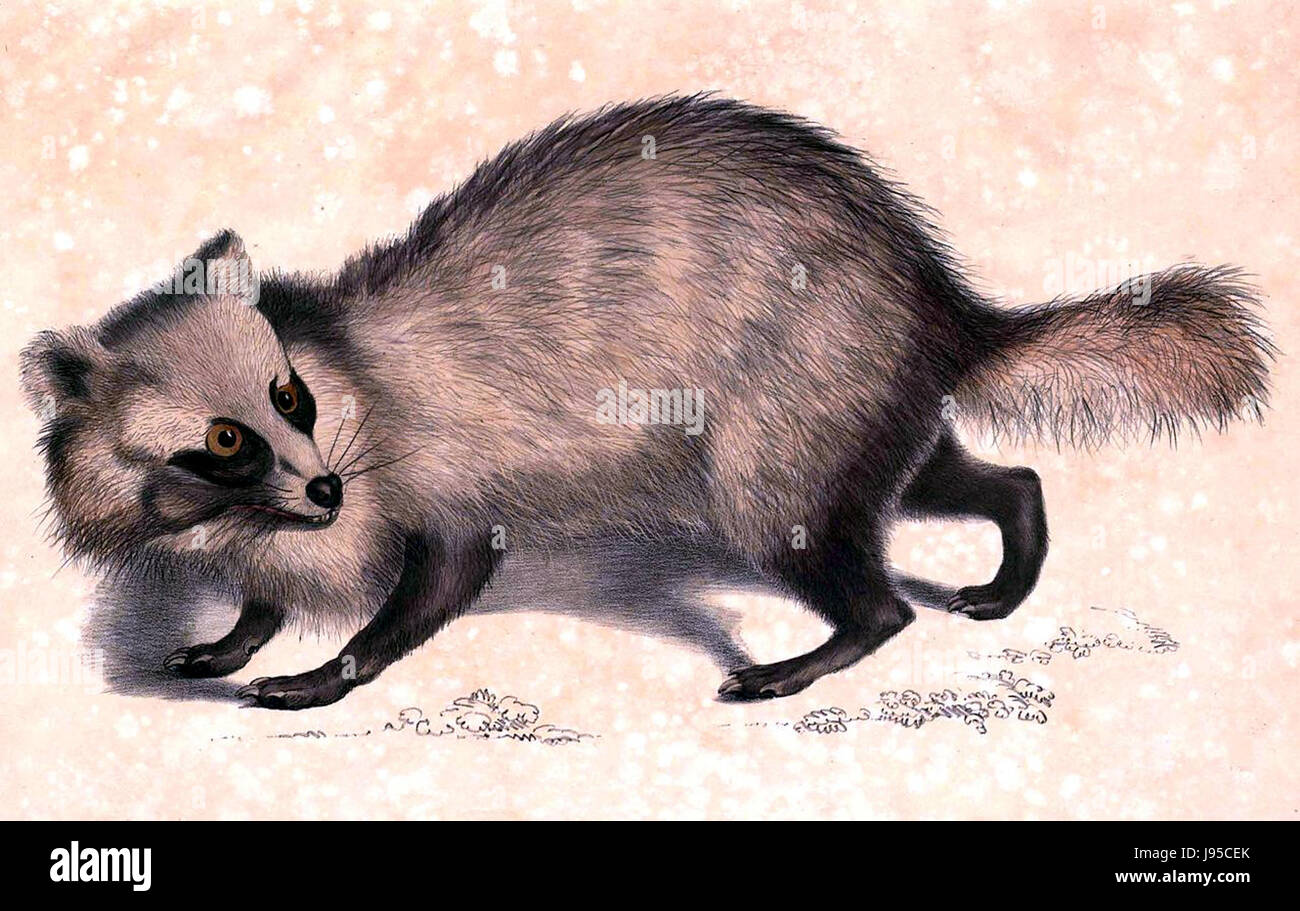 Nyctereutes procyonoides procyonoides, also known as the raccoon dog ...