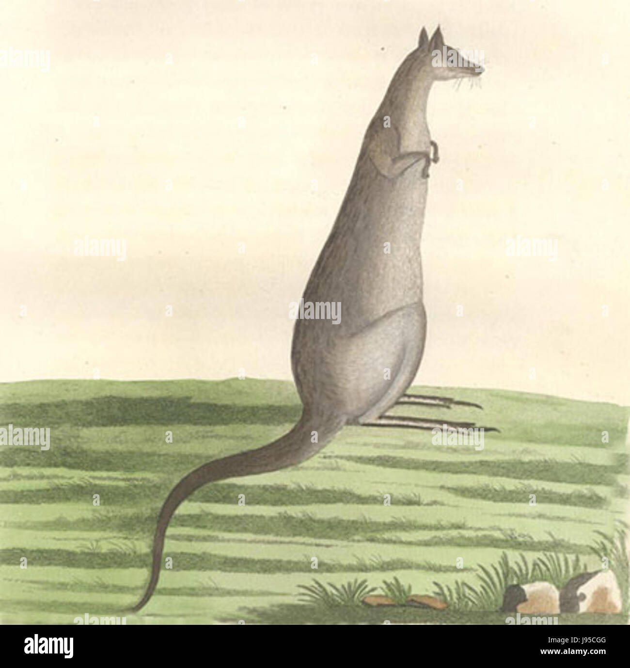 The Kangaroo is a marsupial native to Australia, known for its ...