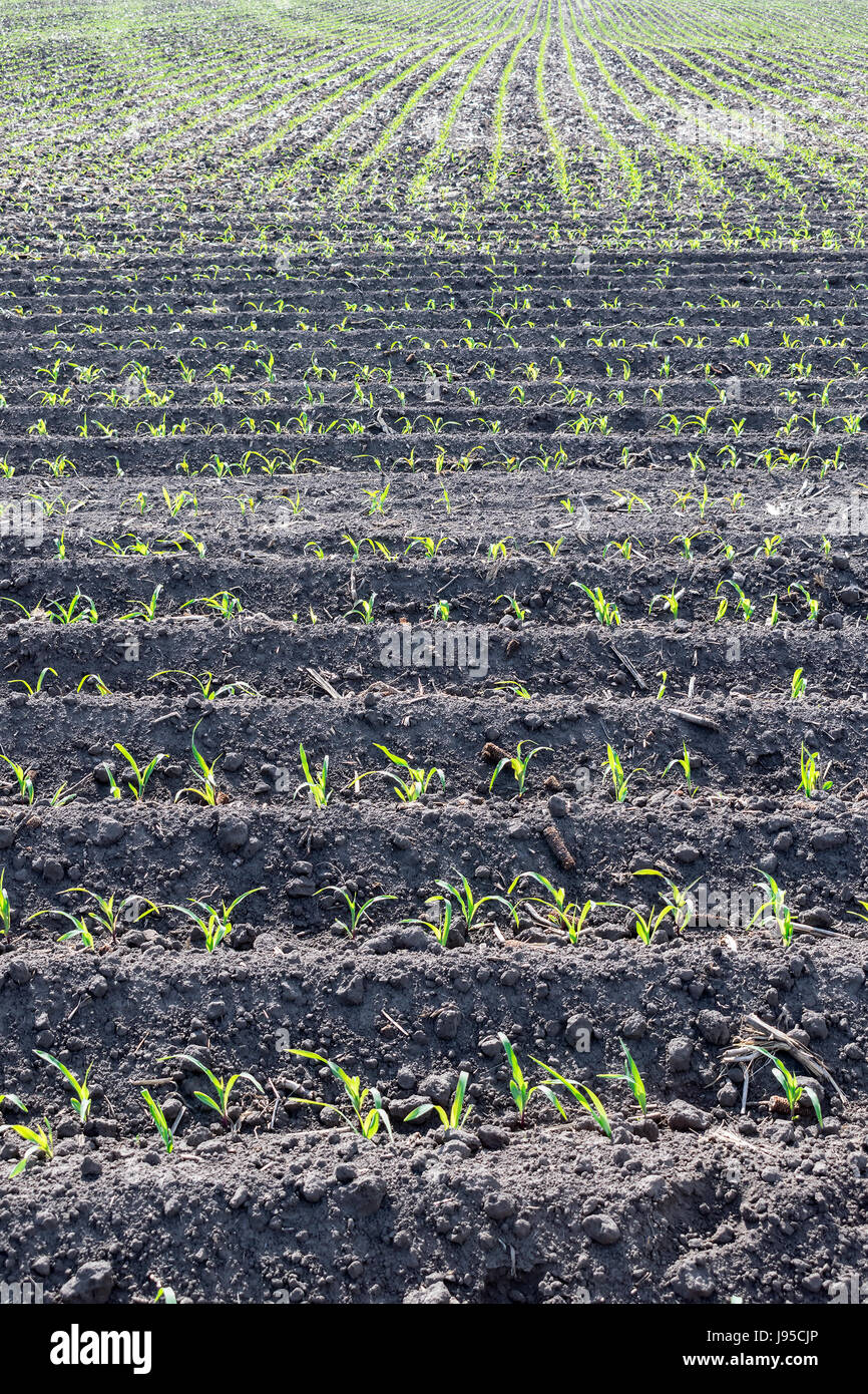 Corn field seeded with no-till technology in early summer closeup view ...