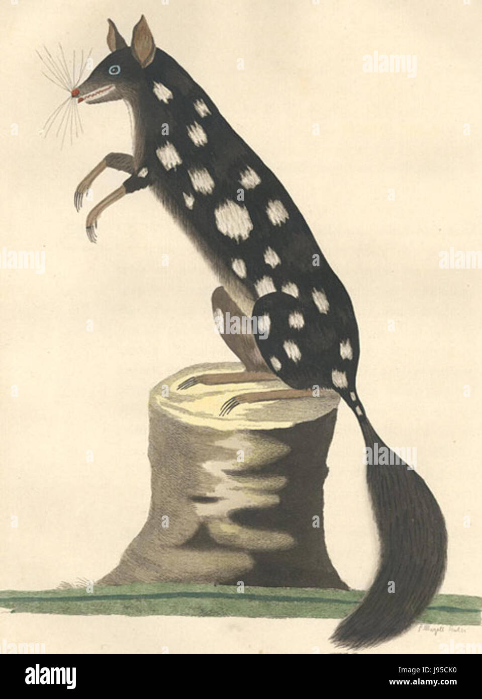 Spotted opossum hi-res stock photography and images - Alamy