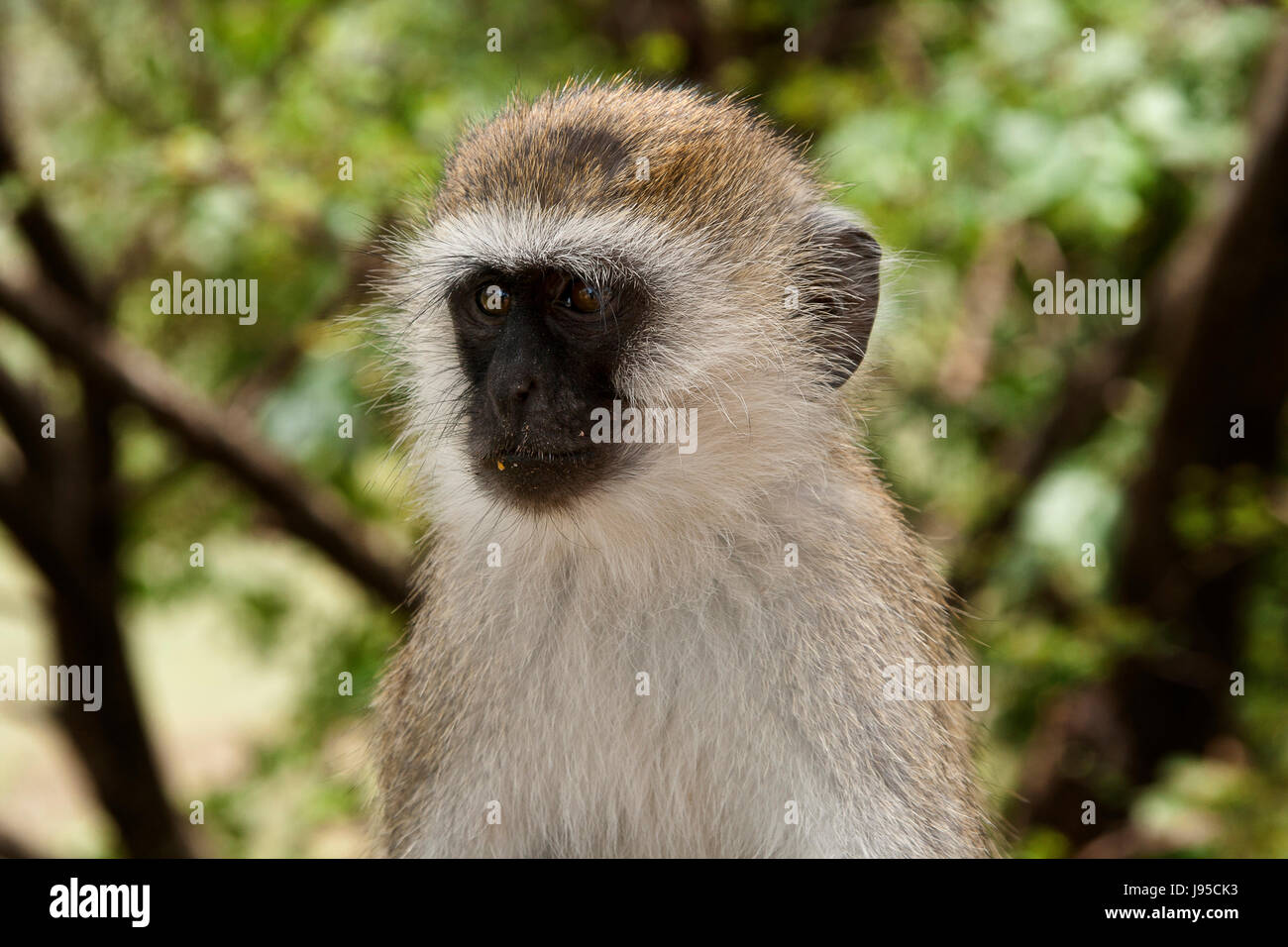 Guenon tanzania hi-res stock photography and images - Alamy