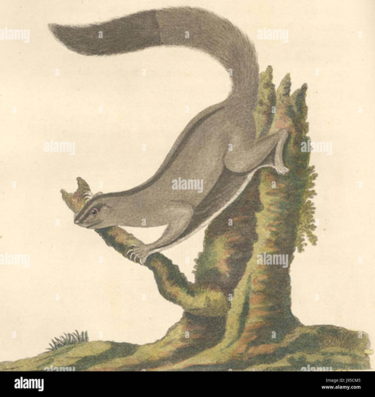 Petaurus hi-res stock photography and images - Alamy