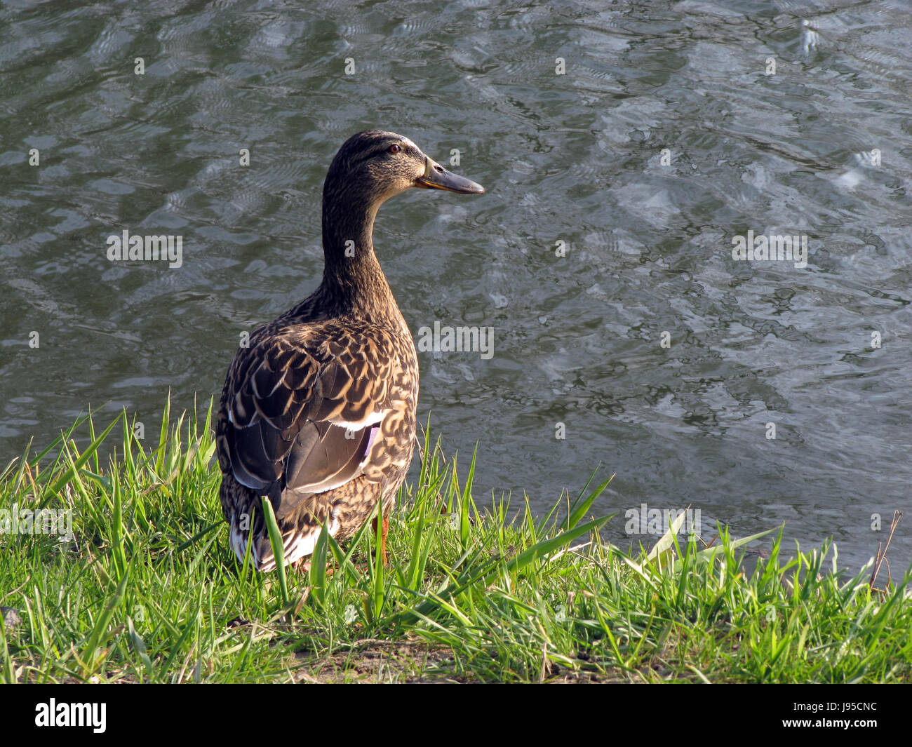 wild, duck, waterfowls, waterfowl, mallard, water, animal, bird, wild ...