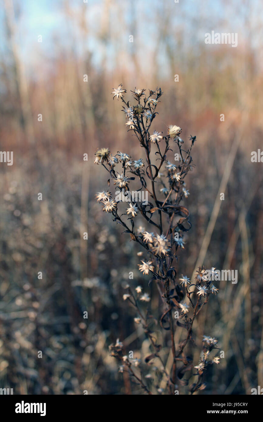 plant, brown, brownish, brunette, leaves, dry, dried up, barren, plant ...