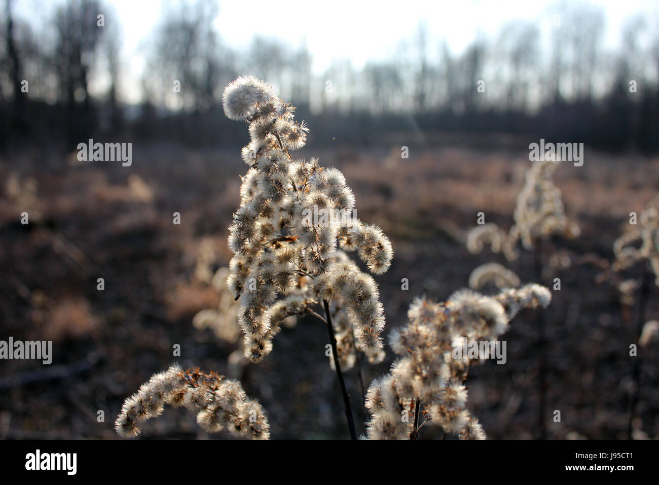 plant, brown, brownish, brunette, leaves, dry, dried up, barren, plant ...