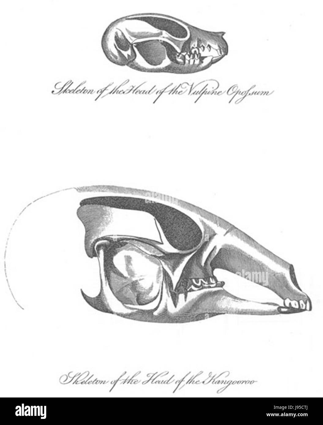Skeleton of the Head of the Kanguroo and Vulpine Opossum Stock Photo ...