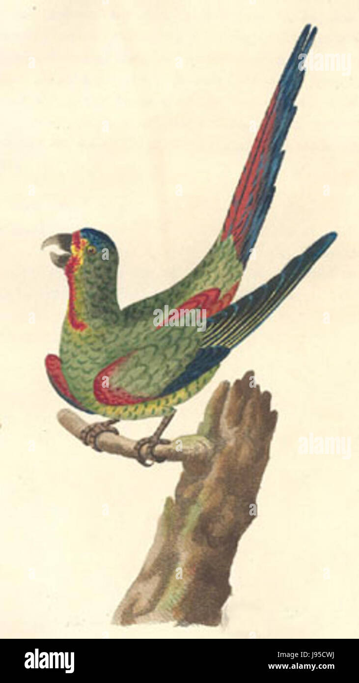 Red shouldered Parakeet drawing Stock Photo - Alamy