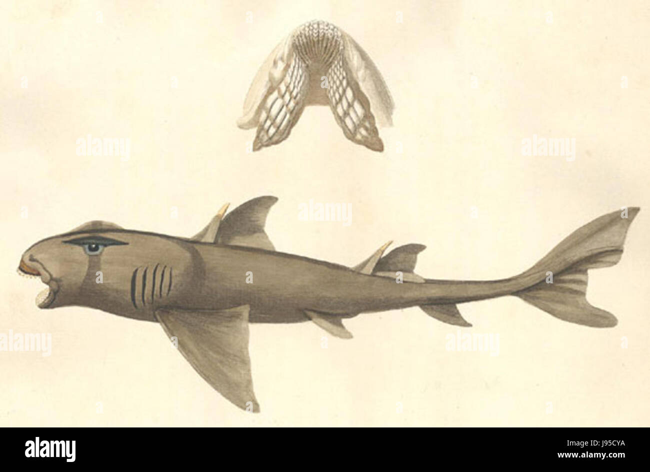 Port jackson shark hi-res stock photography and images - Alamy