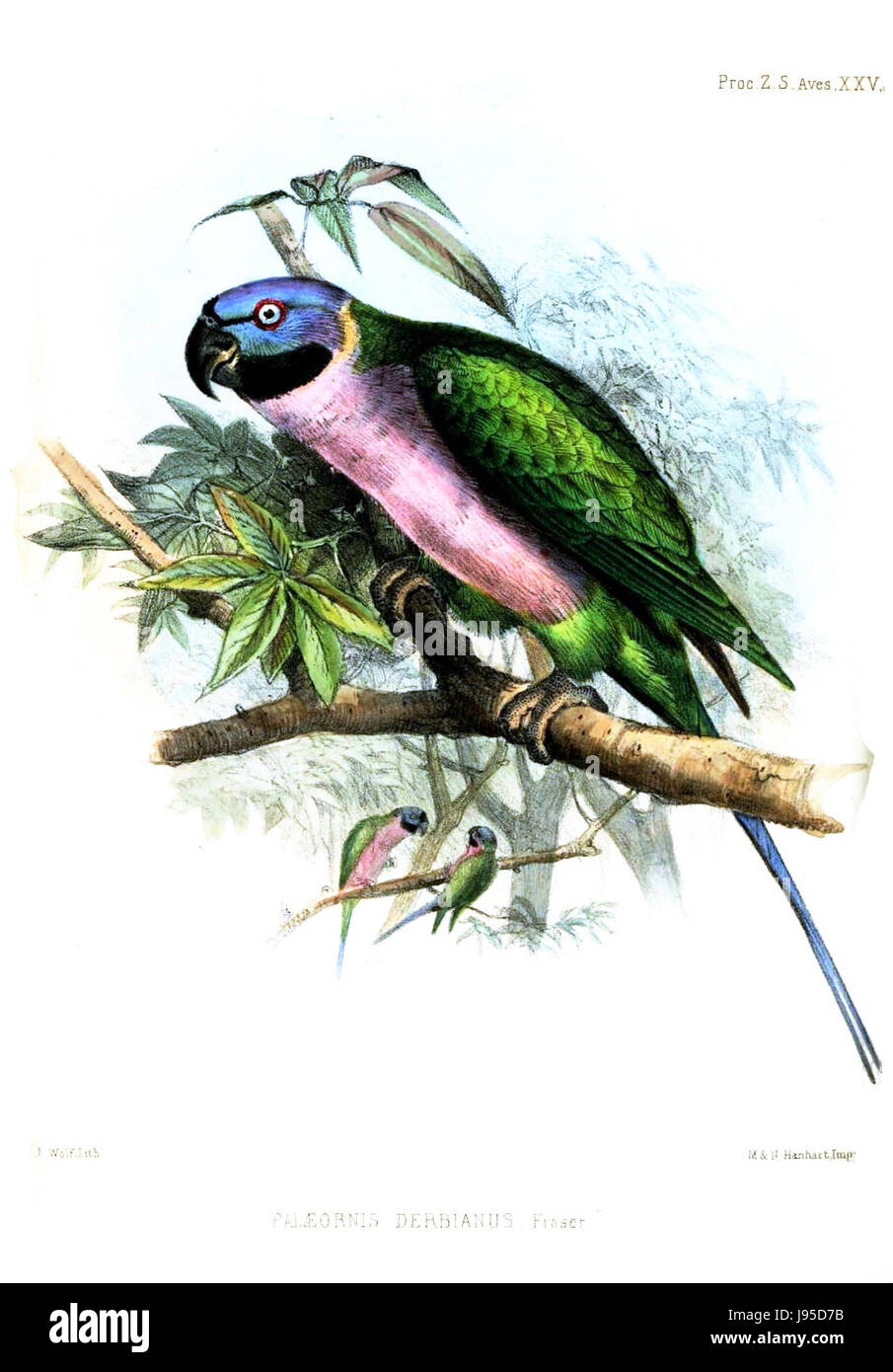 Paleornis derbianus, also known as Derbian's parakeet, is a species of ...