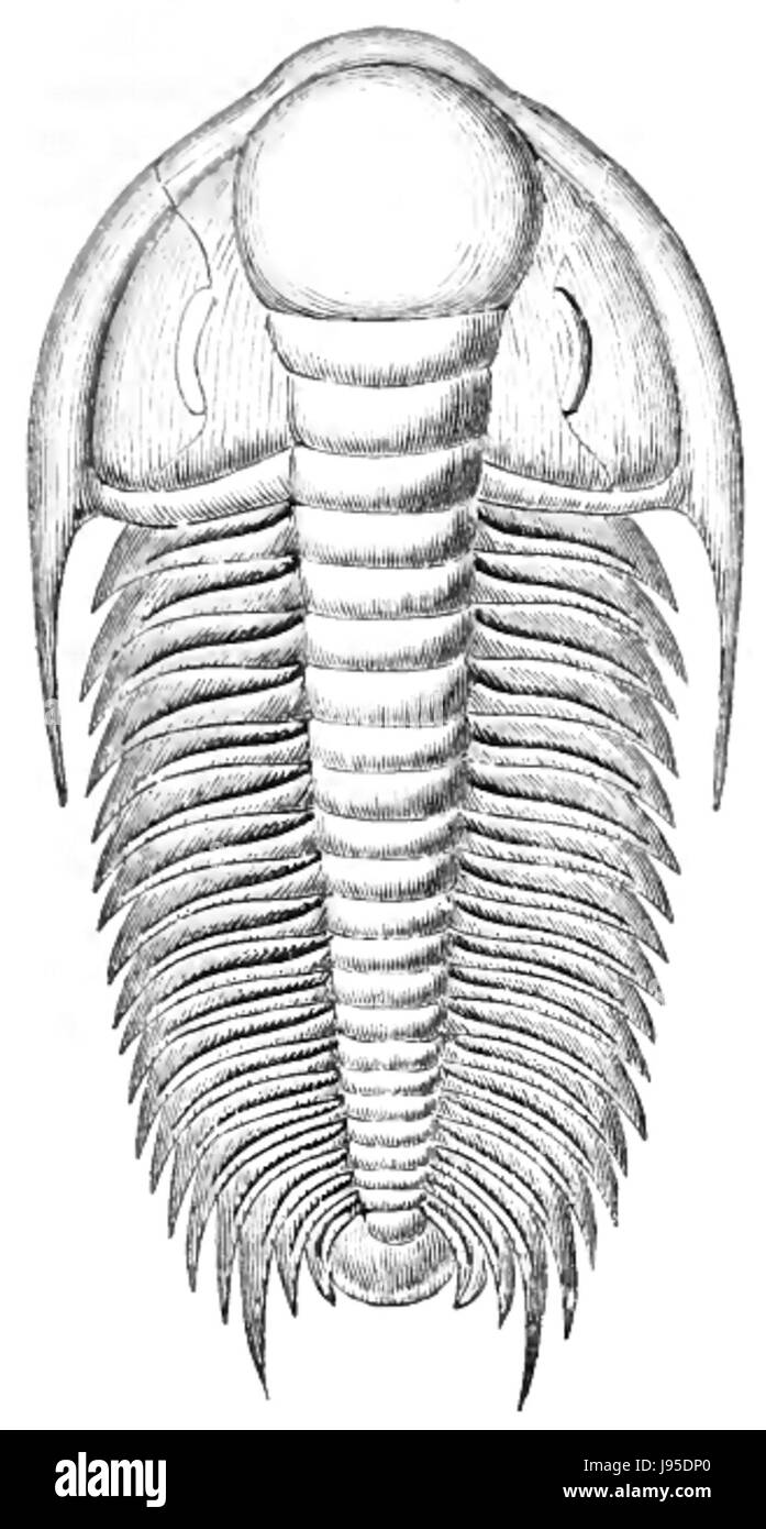 Paradoxides trilobite fossil hi-res stock photography and images - Alamy