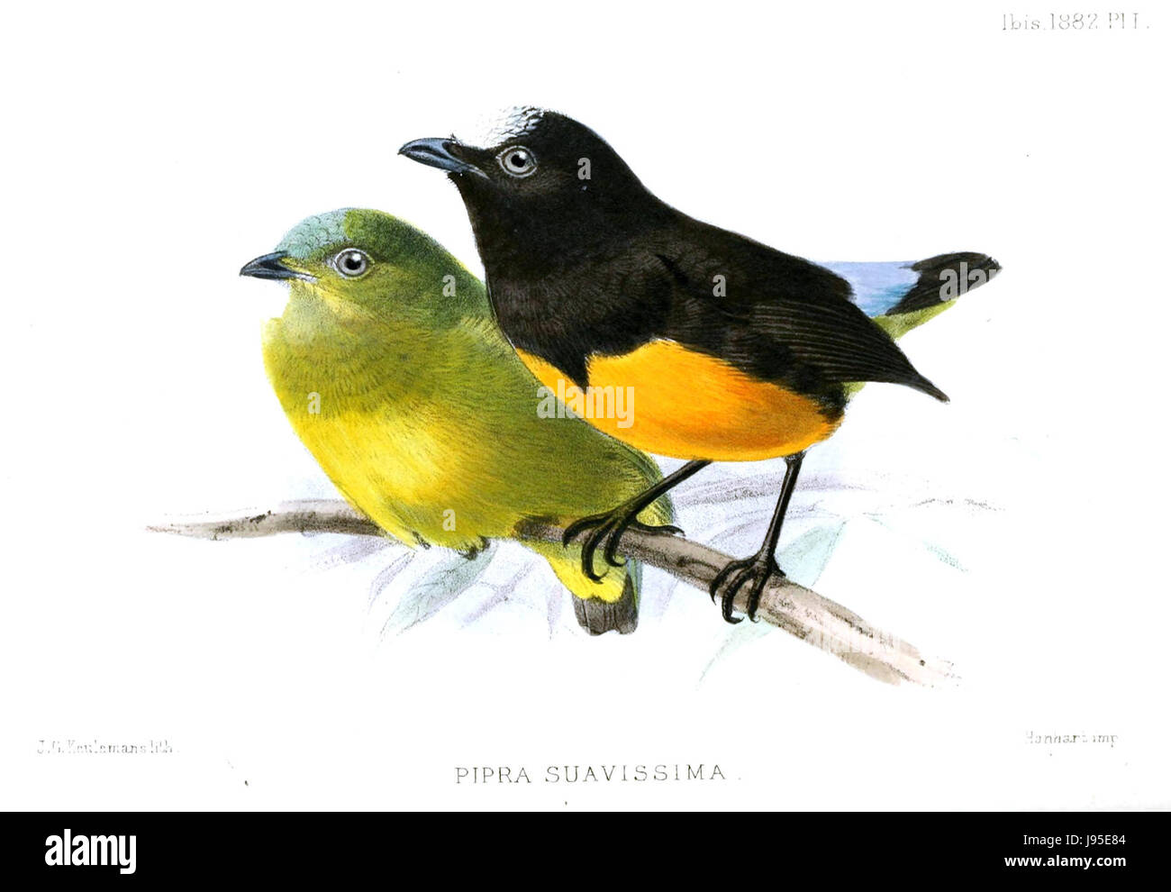 *Pipra suavissima*, known as the velvet-purple coronet, is a species of ...