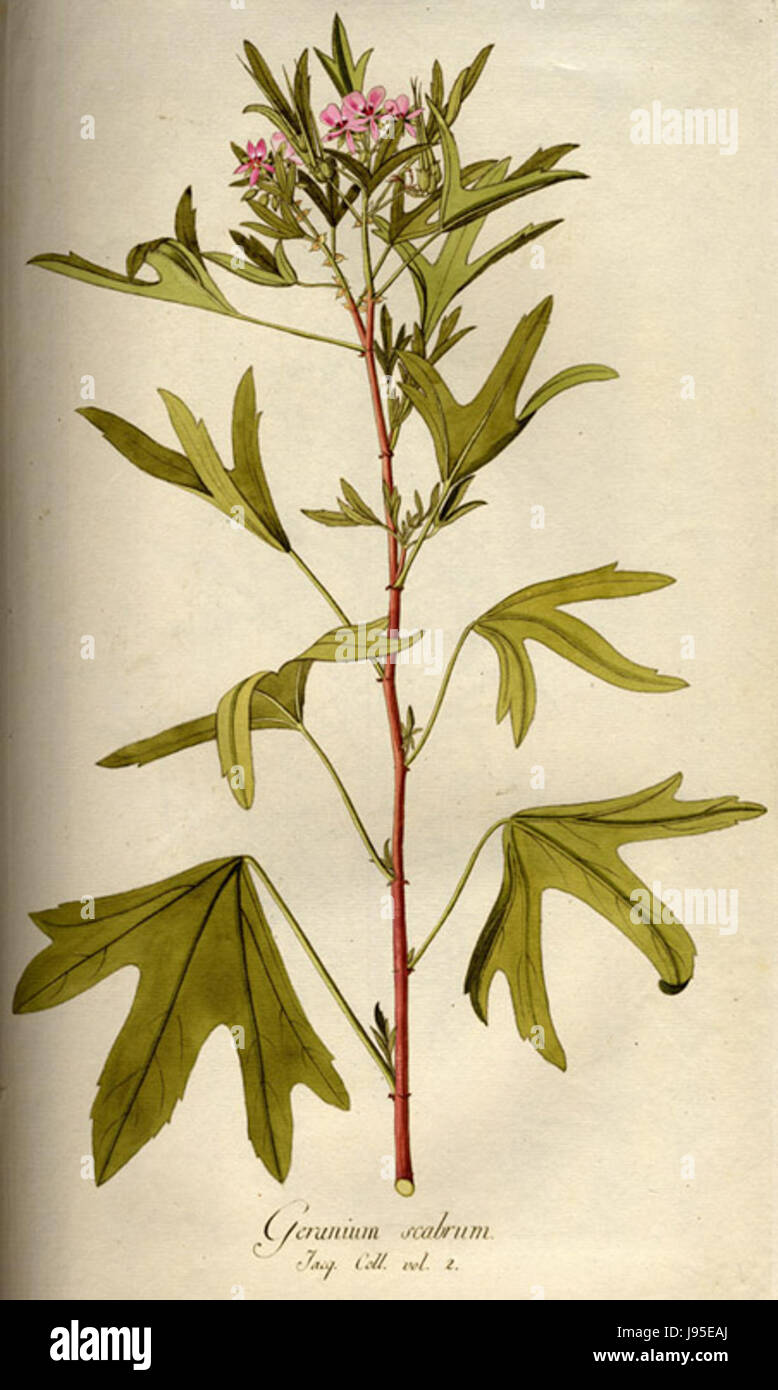 Pelargonium scabrum is a species of flowering plant native to southern ...
