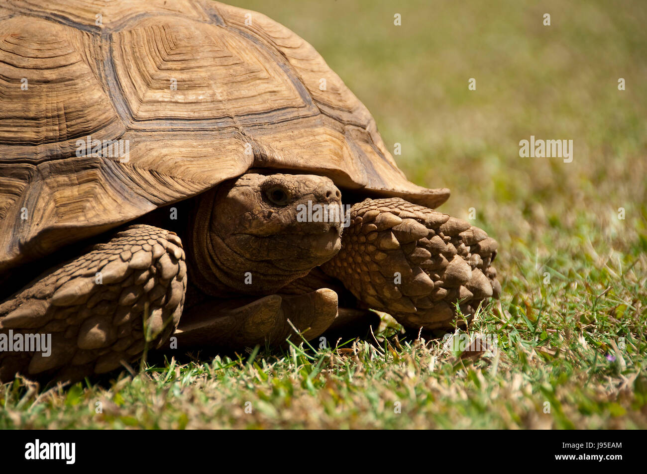 animal, reptile, shell, wildlife, turtle, tortoise, nature, head, big ...