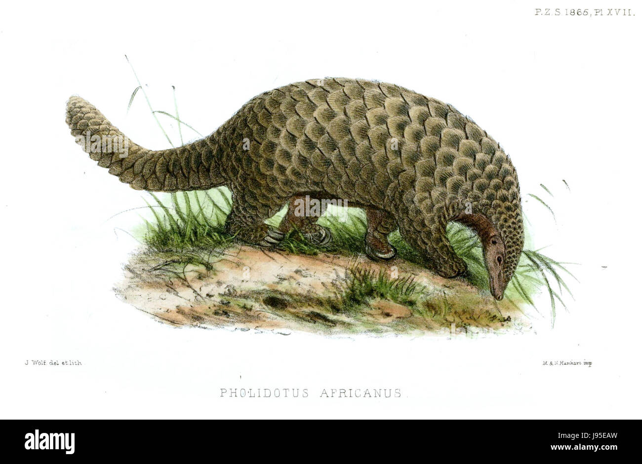 Species a africanus hi-res stock photography and images - Alamy