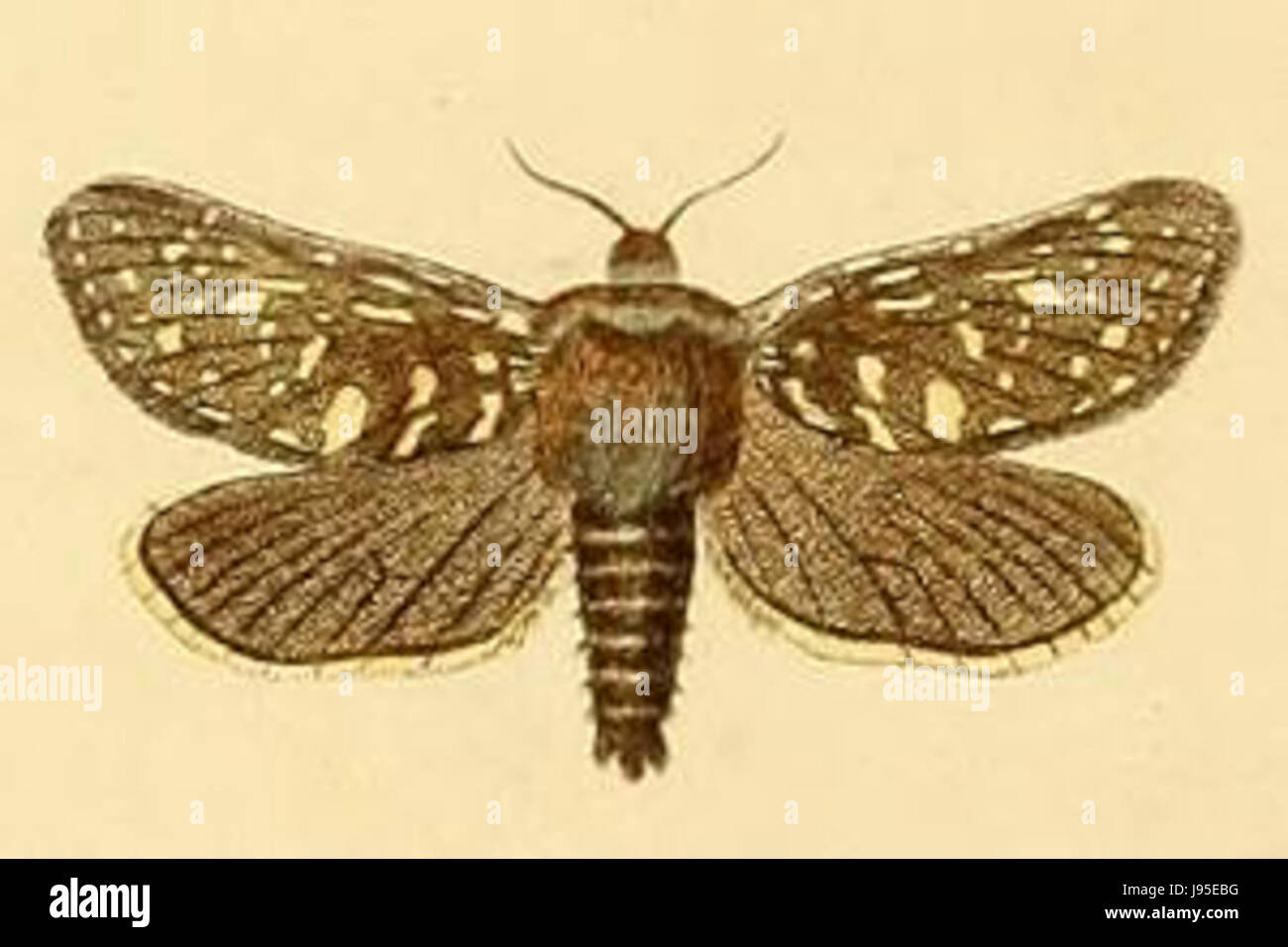 Pharmacis pyrenaicus is a species of plant native to the Pyrenees ...