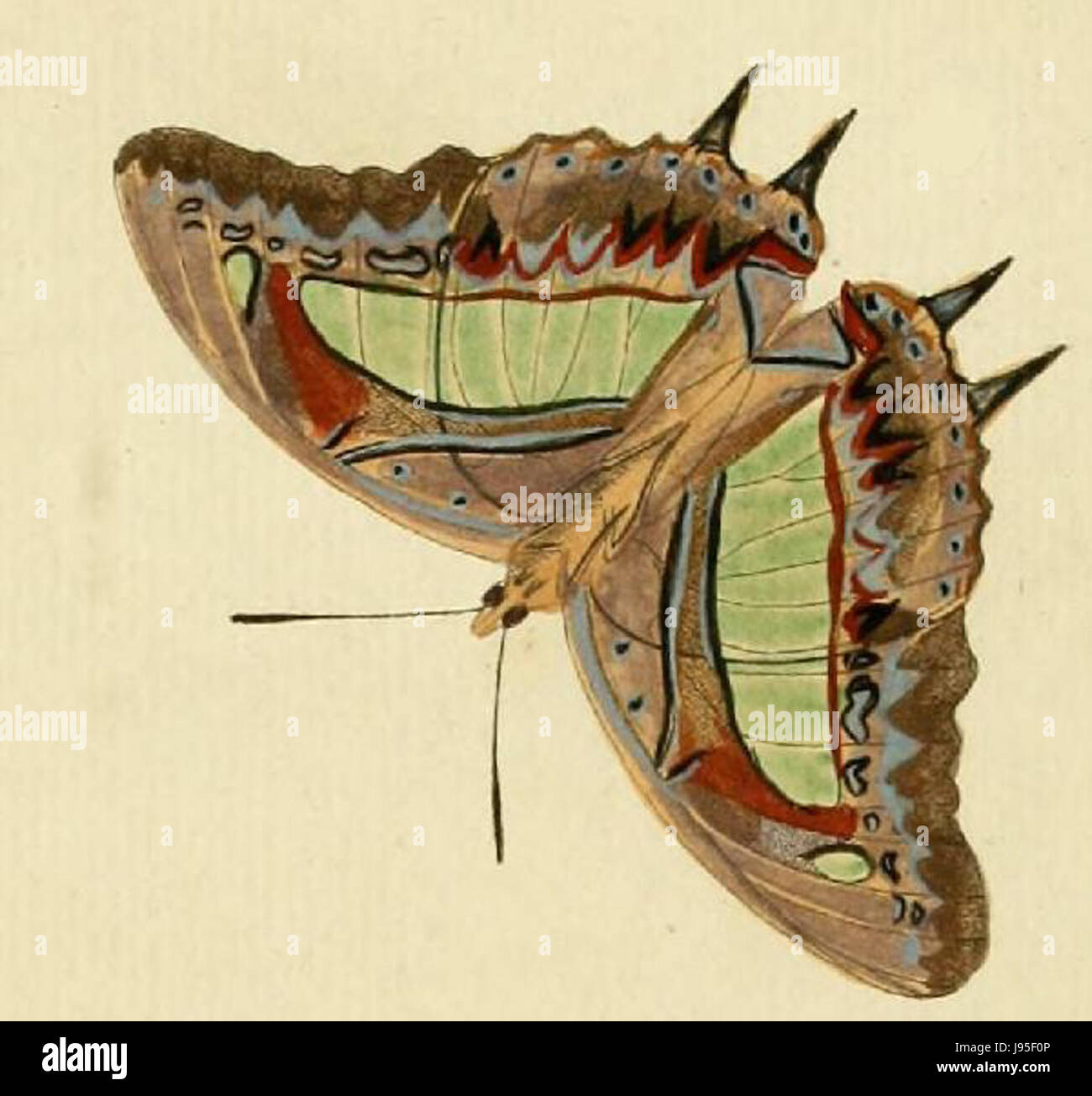 Polyura athamas, also known as the common nawab butterfly, is a species ...