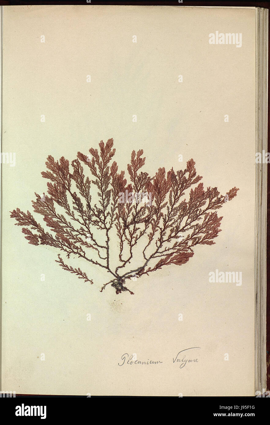 Plocamium hi-res stock photography and images - Alamy