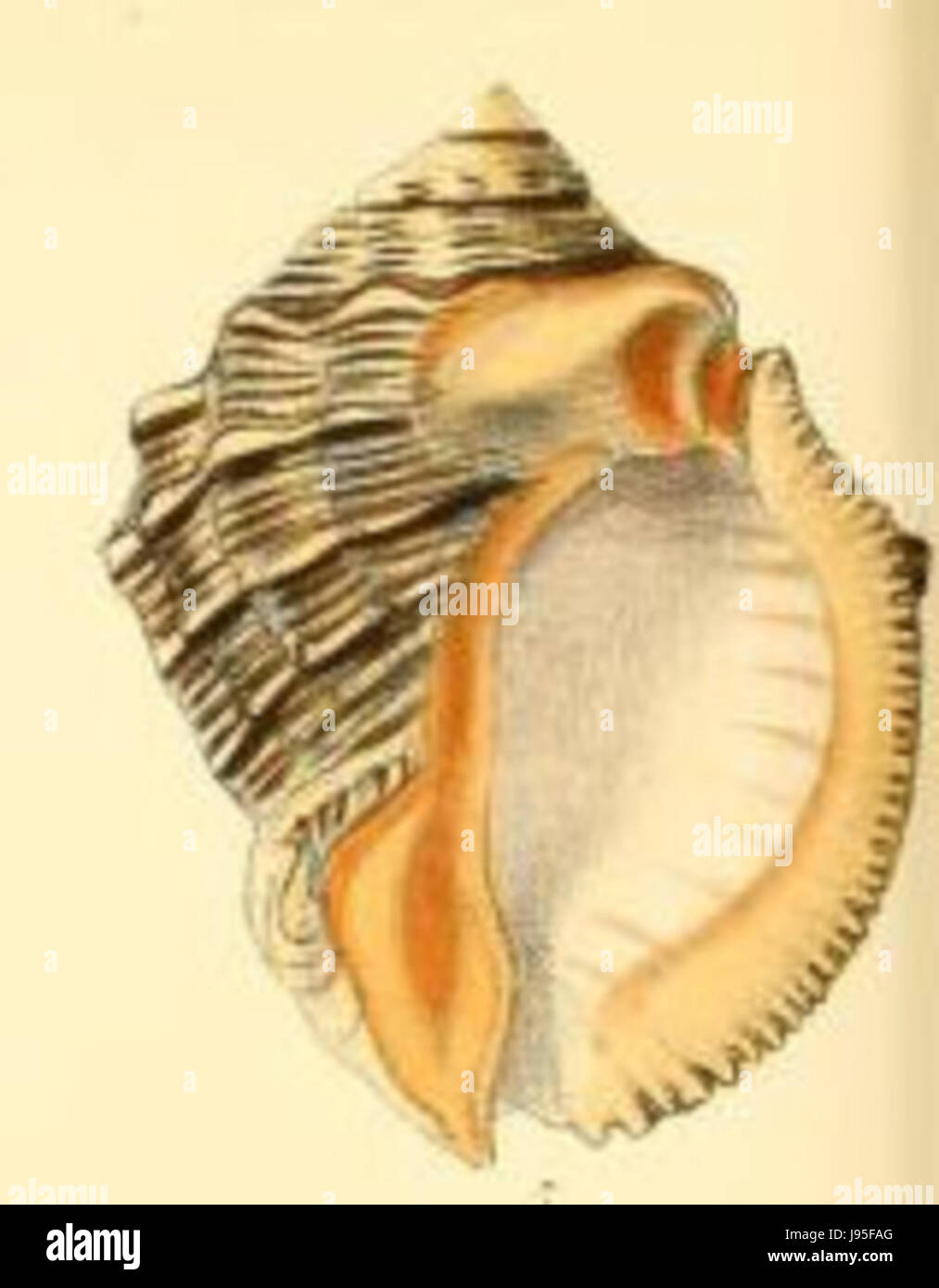 Purpura bufo conchologia iconica LA Reeve Pl II Stock Photo - Alamy