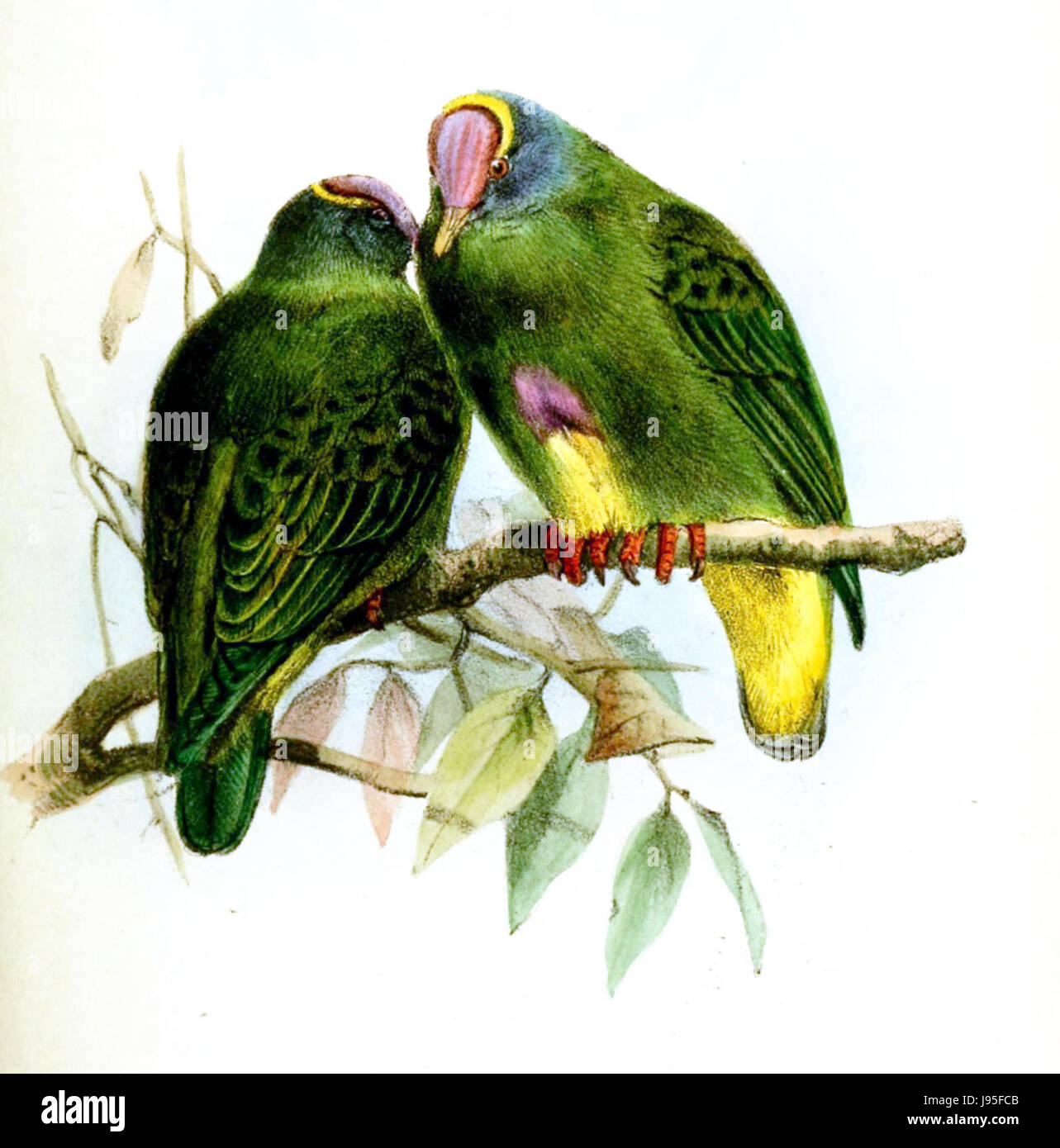 Ptilonopus coronulatus, also known as the white-crowned pigeon, is a ...