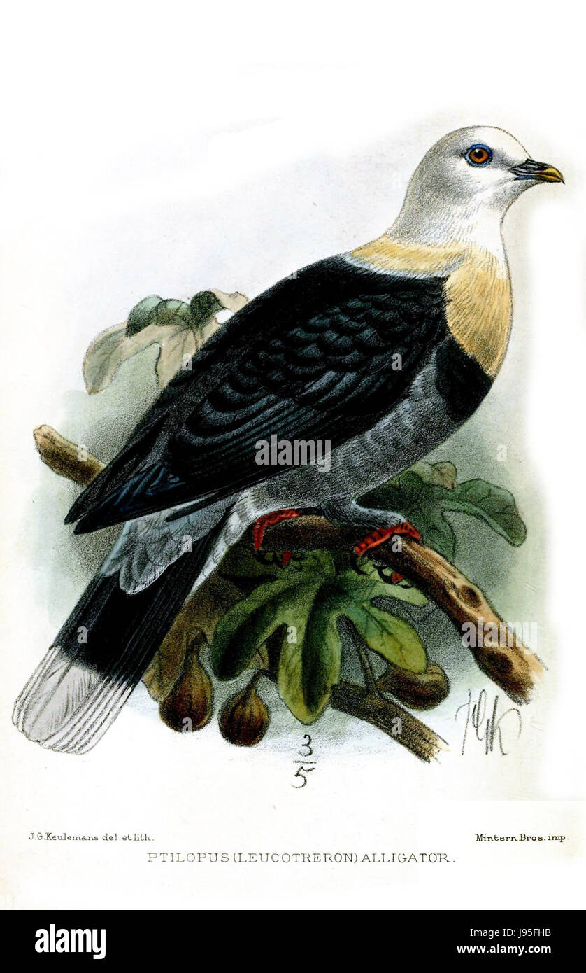 Ptilinopus alligator is a species of fruit dove, illustrated by ...
