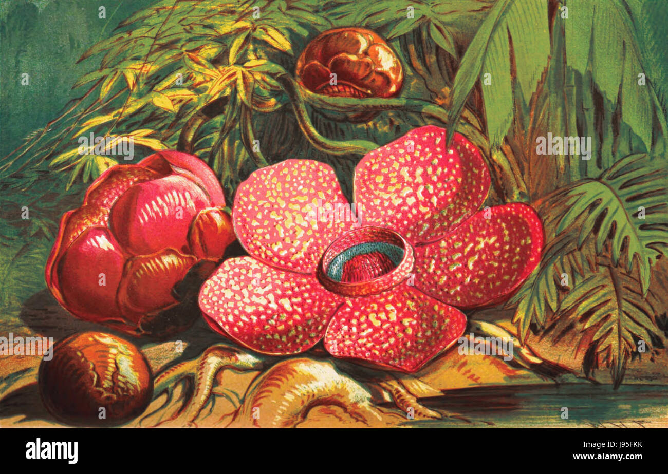 Rafflesia arnoldii is a species of flowering plant known for producing ...