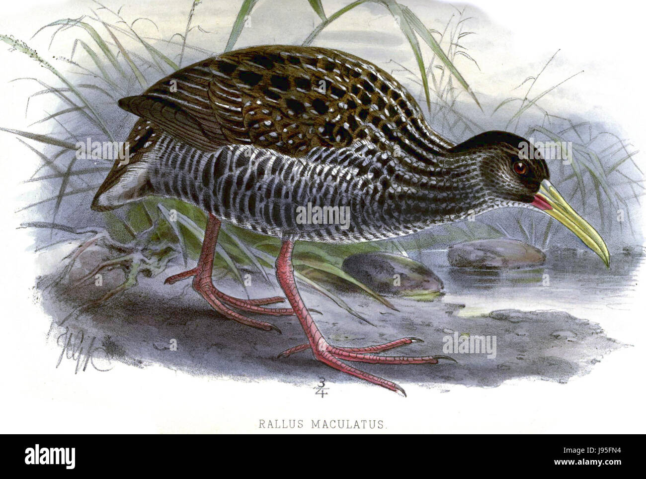 Rallus Maculatus, commonly known as the dusky crake, is a bird species ...