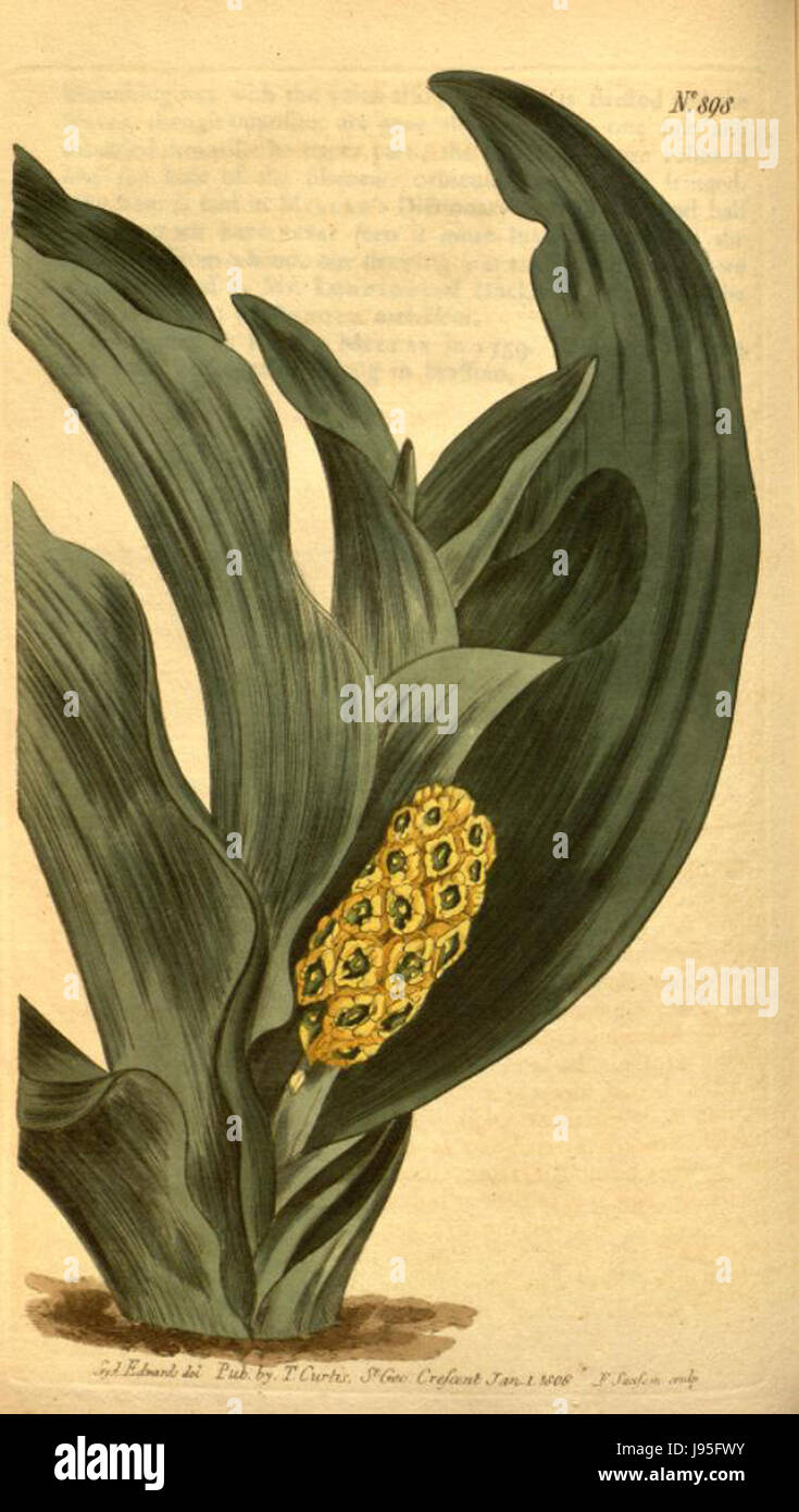 Rohdea japonica, commonly known as Japanese sacred lily, is a perennial ...