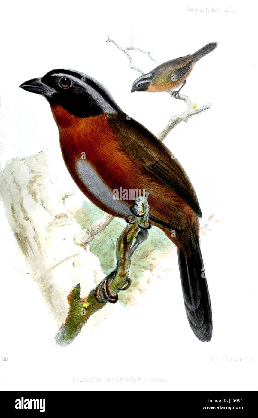 Manakin display hi-res stock photography and images - Alamy