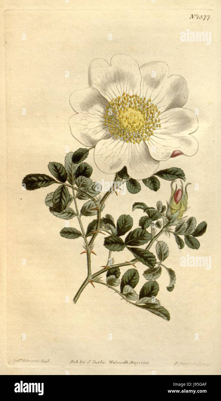 Rosa bracteata hi-res stock photography and images - Alamy