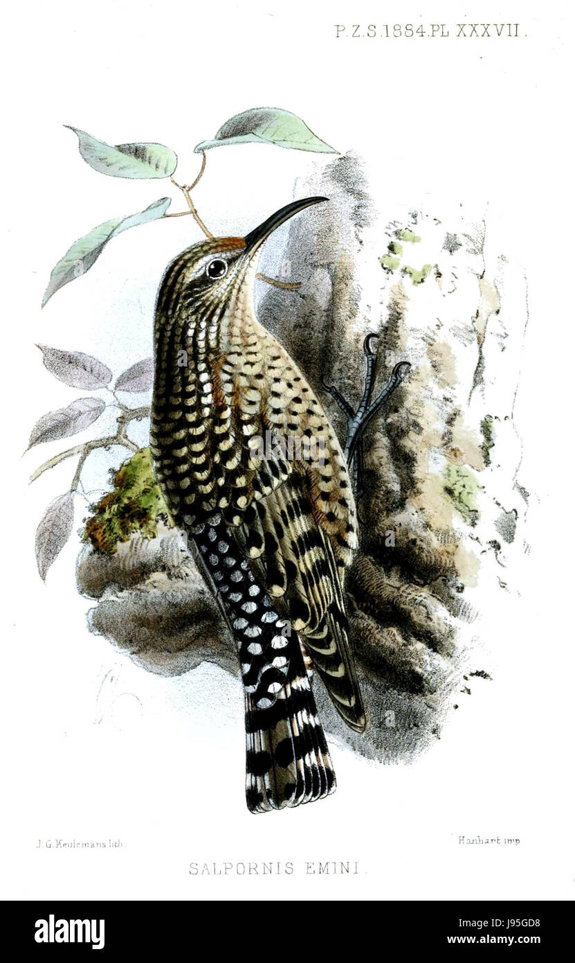 Salpornis emini, a species of bird, illustrated by Keulemans, is a ...