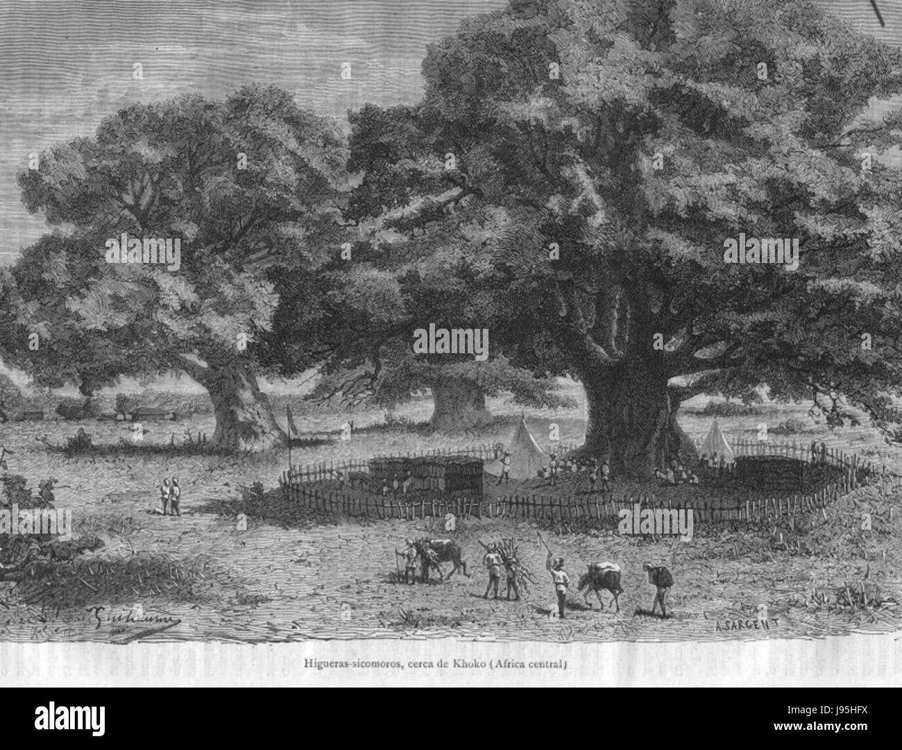 Sicomoro hi-res stock photography and images - Alamy