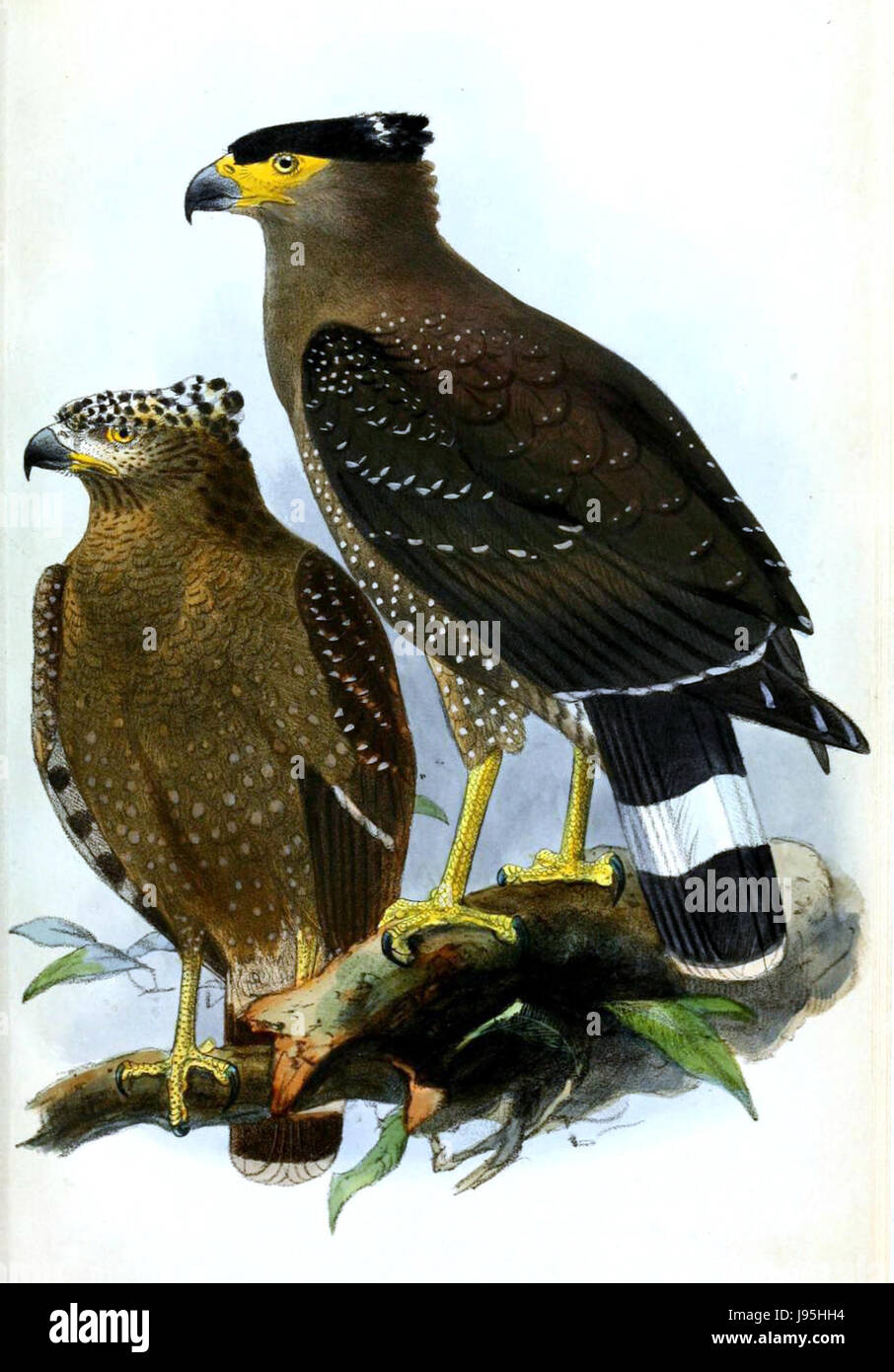 Crested serpent eagle features hi-res stock photography and images - Alamy