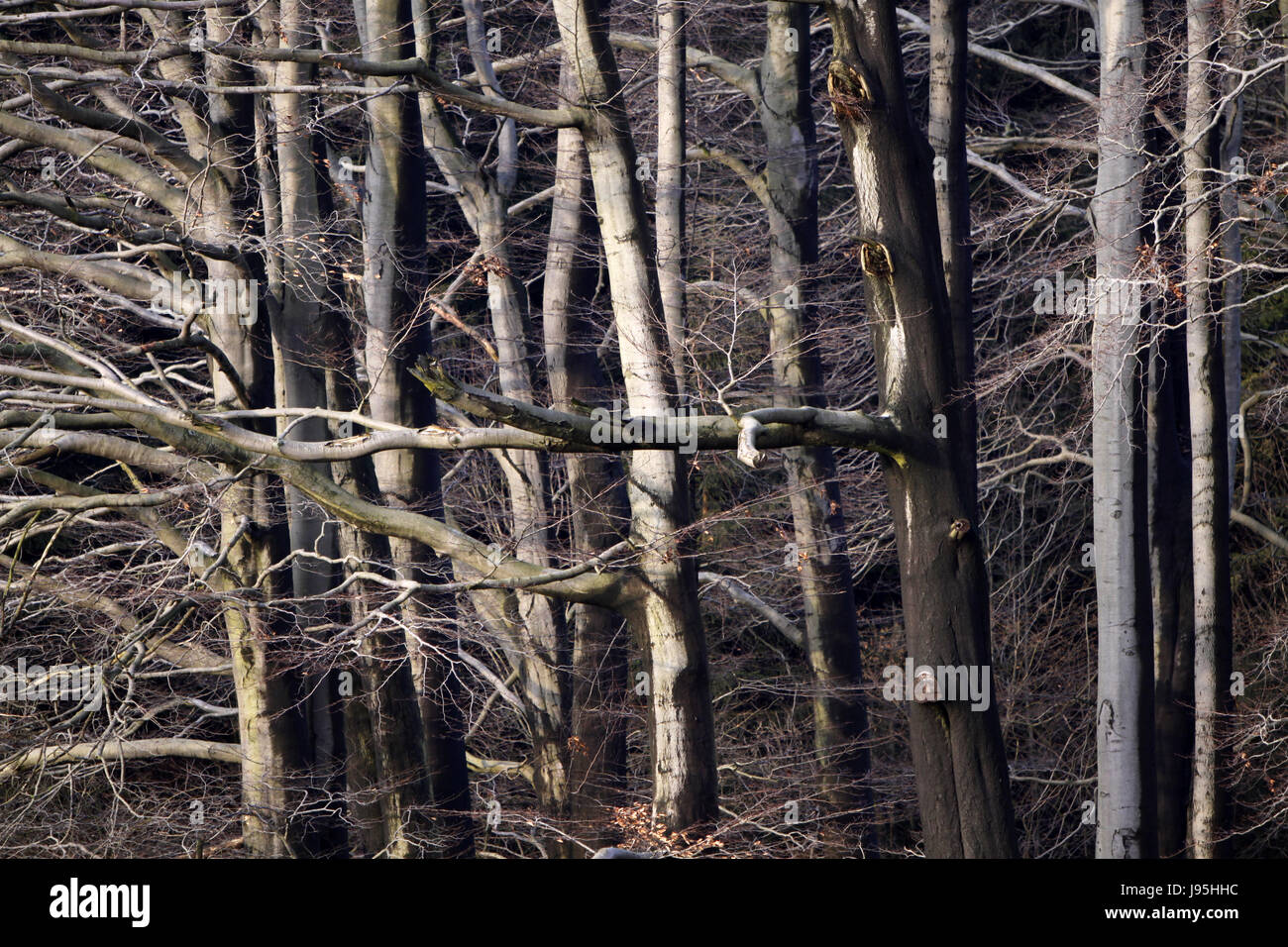 book, tree, trees, beech, copper beech, book, big, large, enormous ...