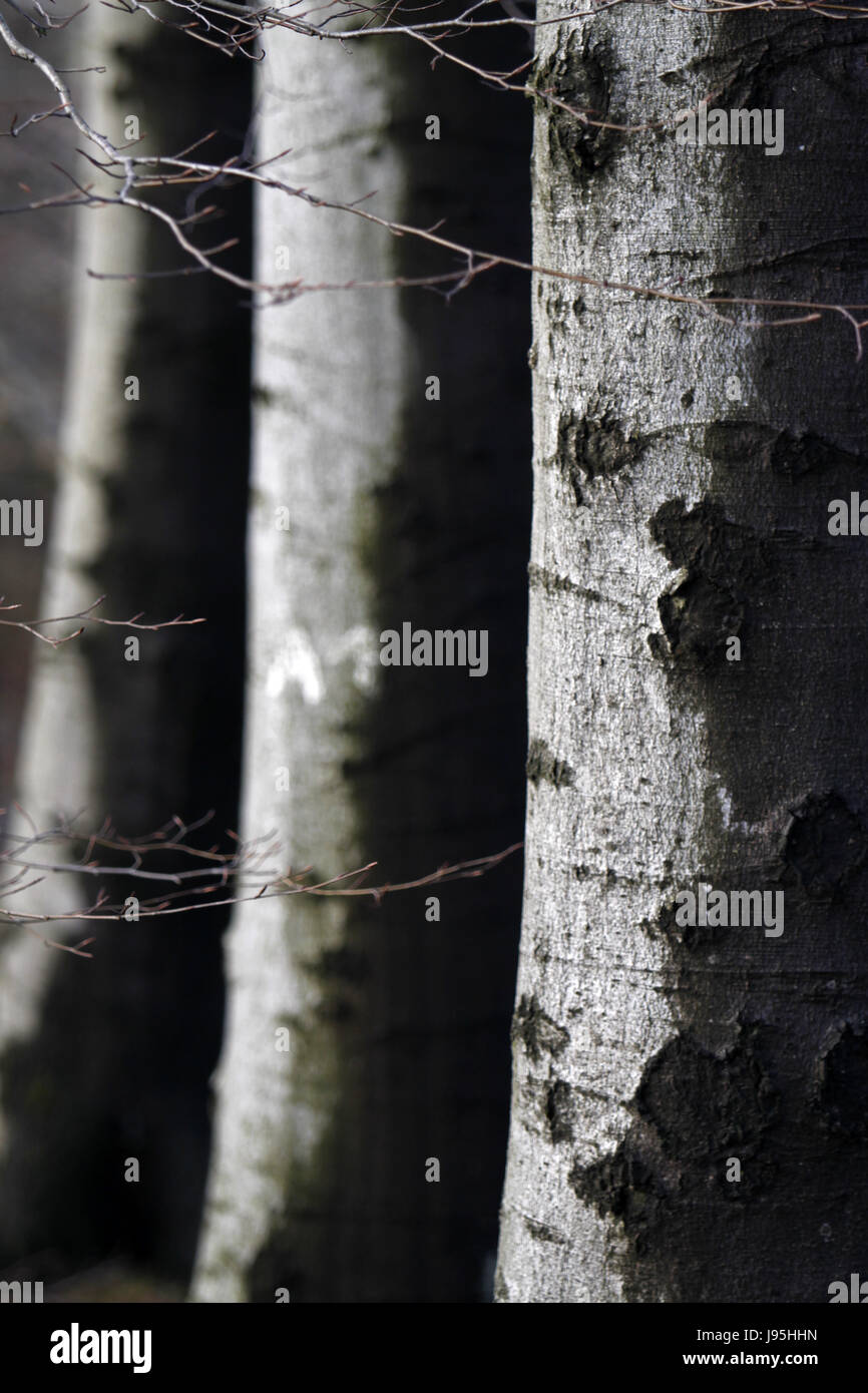 book, tree, trees, beech, copper beech, book, big, large, enormous ...