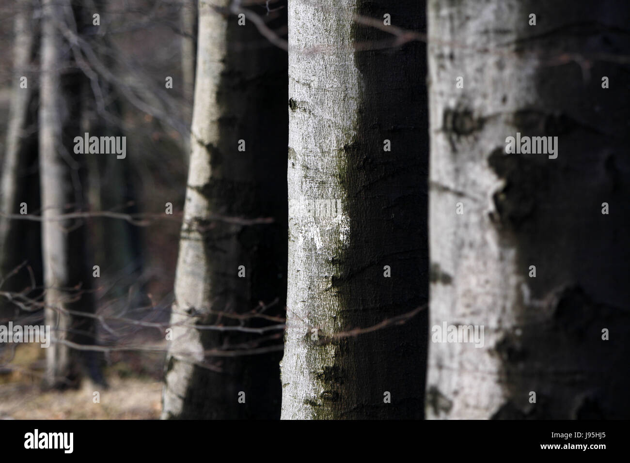 book, tree, trees, beech, copper beech, book, big, large, enormous ...