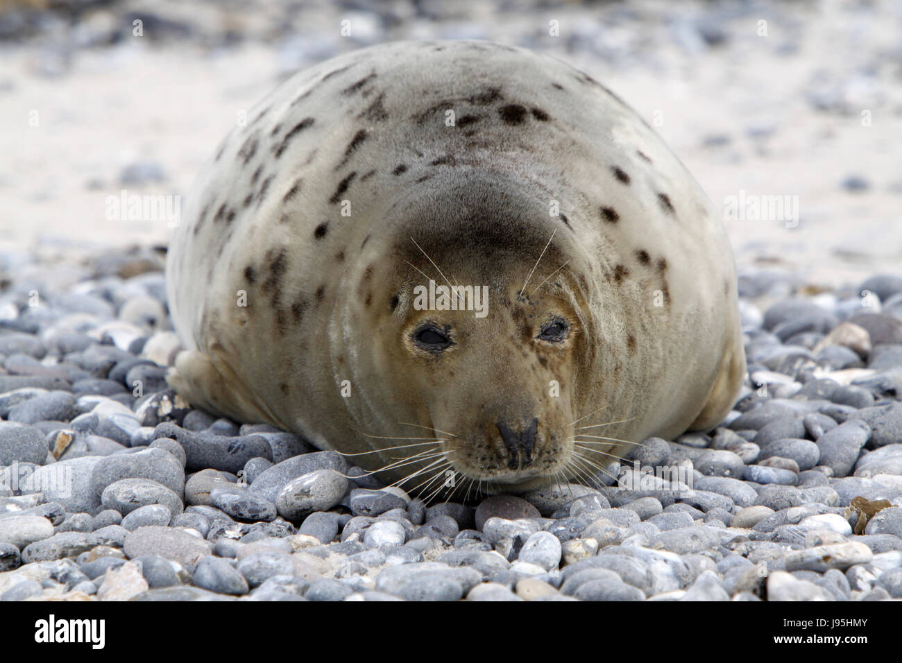 mammal, animals, seal, crawl, animal, mammal, animals, water, north sea ...