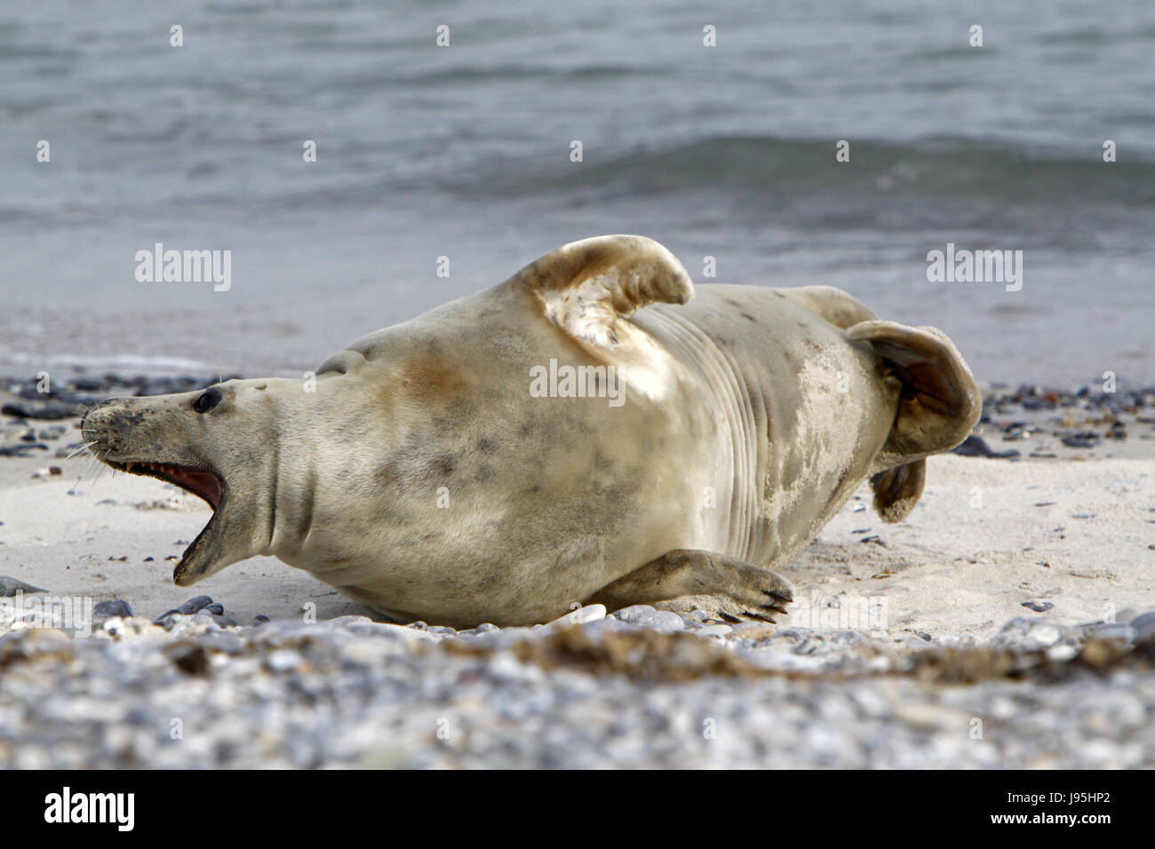 mammal, animals, seal, crawl, animal, mammal, animals, water, north sea ...