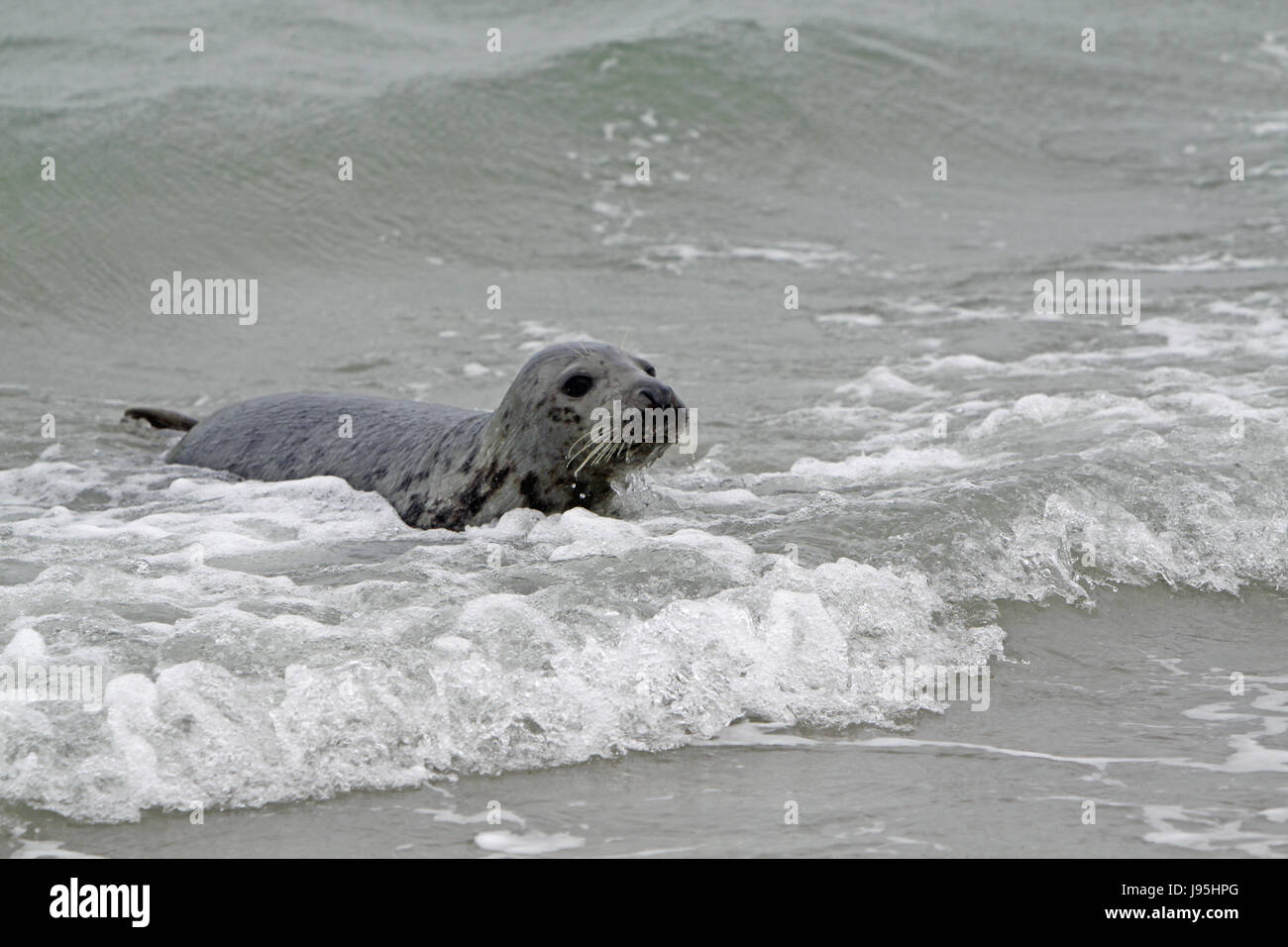 mammal, animals, seal, crawl, animal, mammal, animals, water, north sea ...