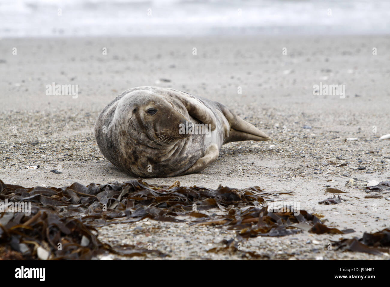 mammal, animals, seal, crawl, animal, mammal, animals, water, north sea ...